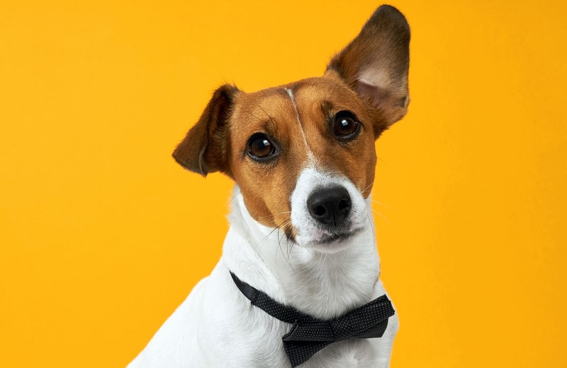 Dog insurance. All about insuring a dog - Alpina.nl